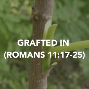 GRAFTED IN (ROMANS 11:17-25) – NO BIBLE NO BREAKFAST DAILY BIBLE ...